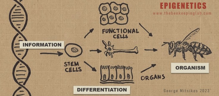 Bee Breeding Mechanics – The Beekeeping Lab