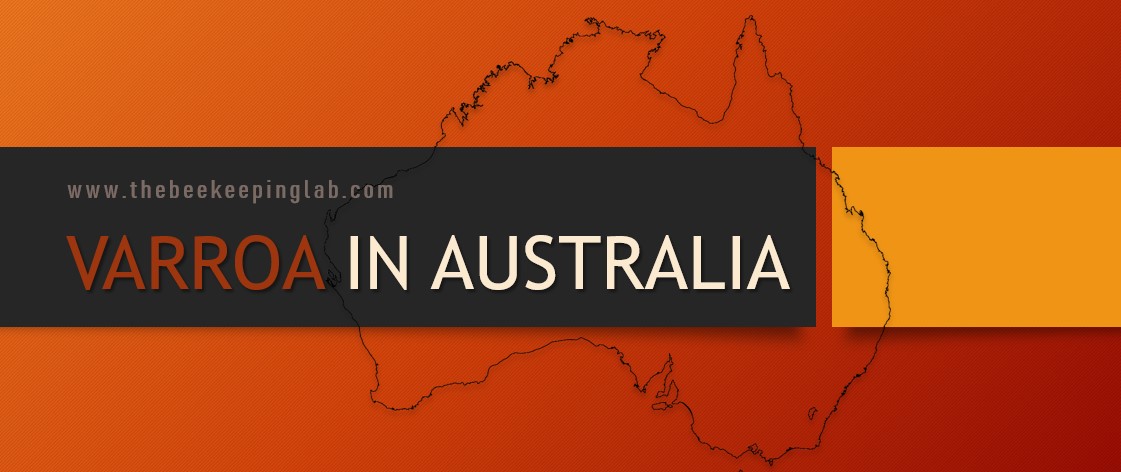 How varroa mite infects Australia – The Beekeeping Lab