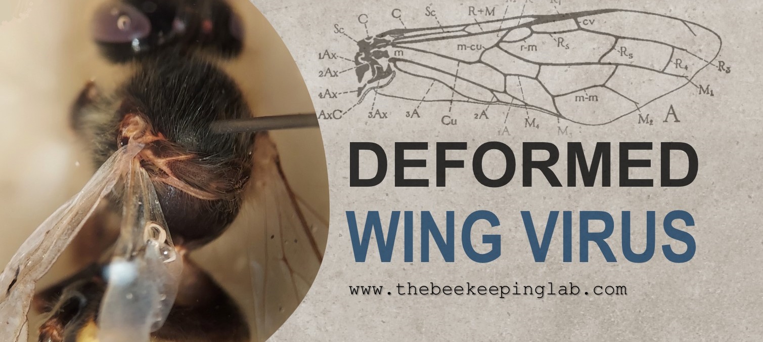 Deformed Wing Virus- Pathogenesis – The Beekeeping Lab