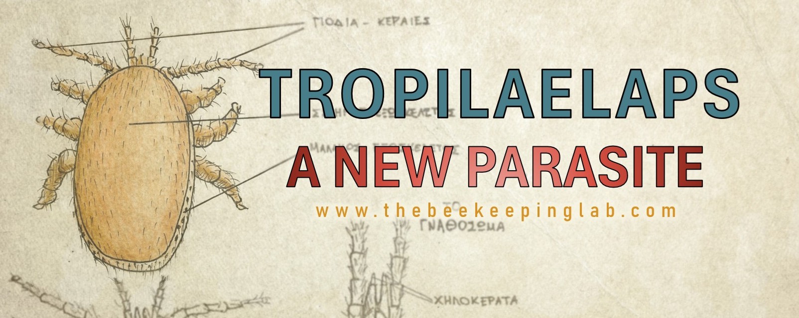 Tropilaelaps: A New Parasite – The Beekeeping Lab