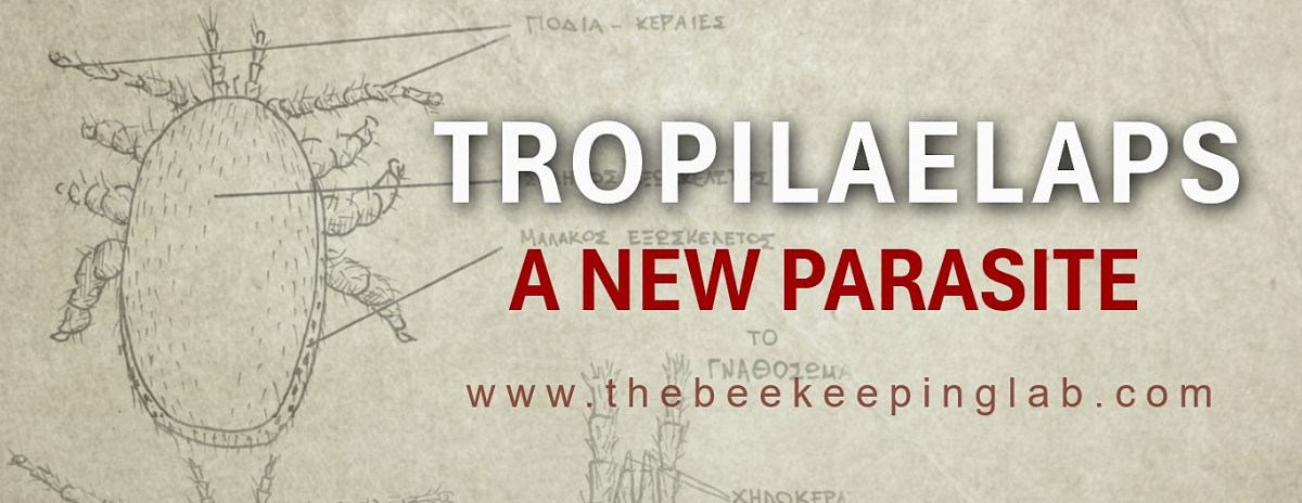 Tropilaelaps: A New Parasite – The Beekeeping Lab