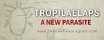 Tropilaelaps: A New Parasite – The Beekeeping Lab