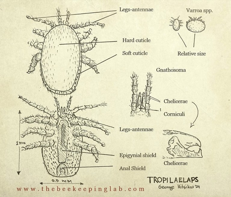 Tropilaelaps: A New Parasite – The Beekeeping Lab